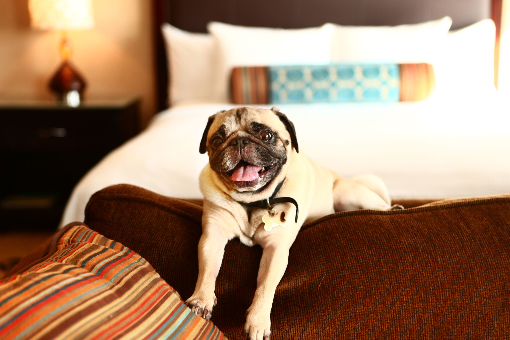 The Top 3 Dog-Friendly Motels in Orlando - Revolution Off Road